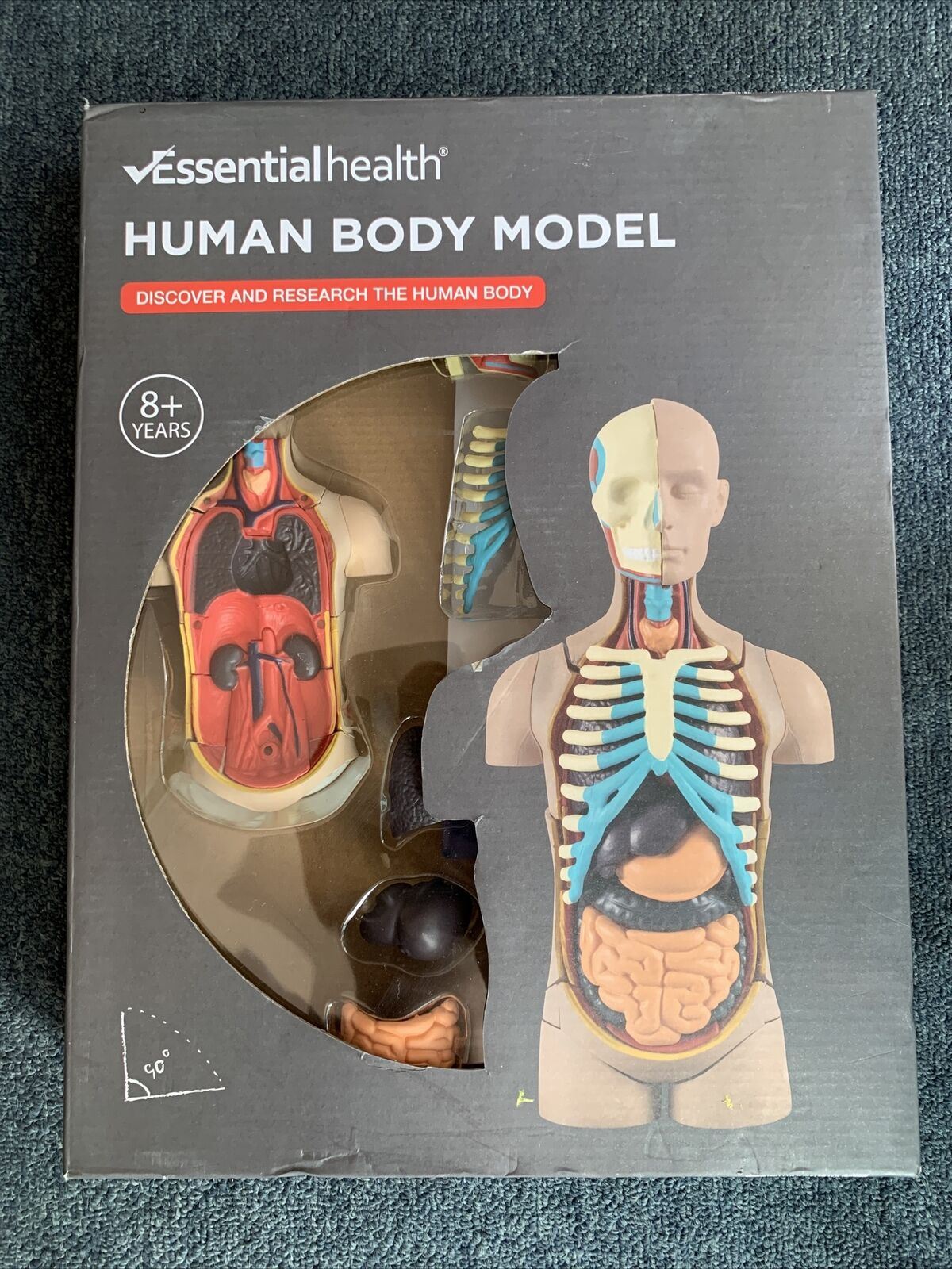 Essential Health - Human Body Anatomy Model - Upper Body Internal Orga ...