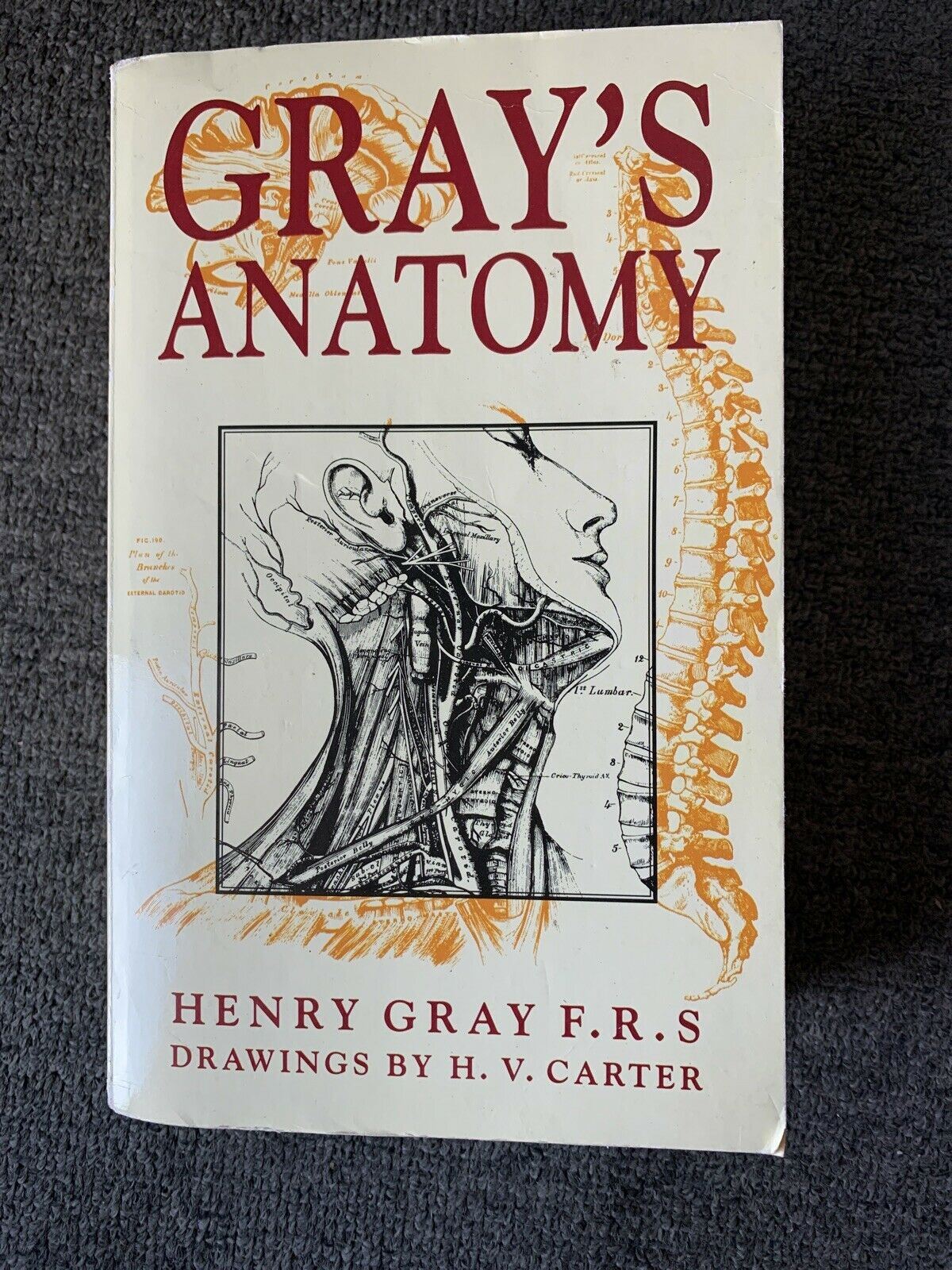 Gray's Anatomy By Henry Gray. Drawings By H.V. Carter 1994 – Retro Unit